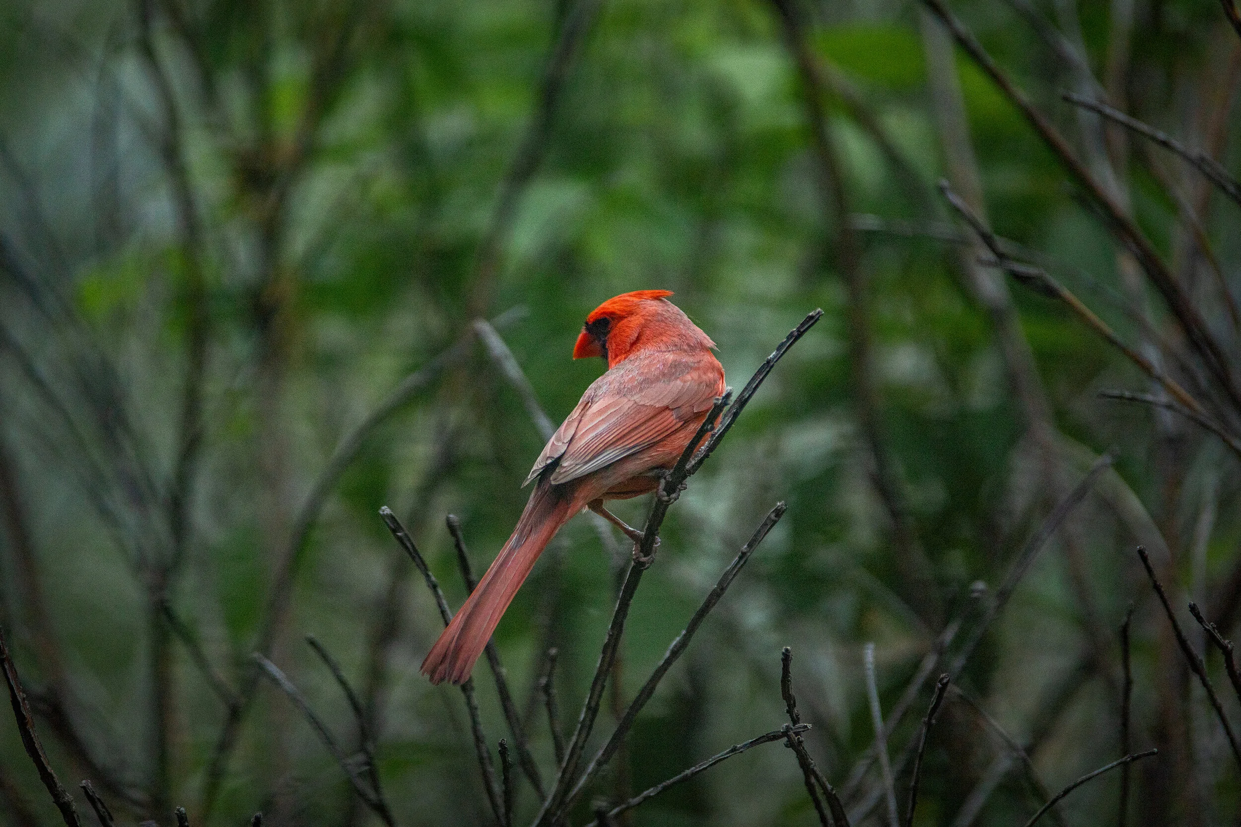 Nathaniel Barber | Photography | Animals — Nathaniel Barber