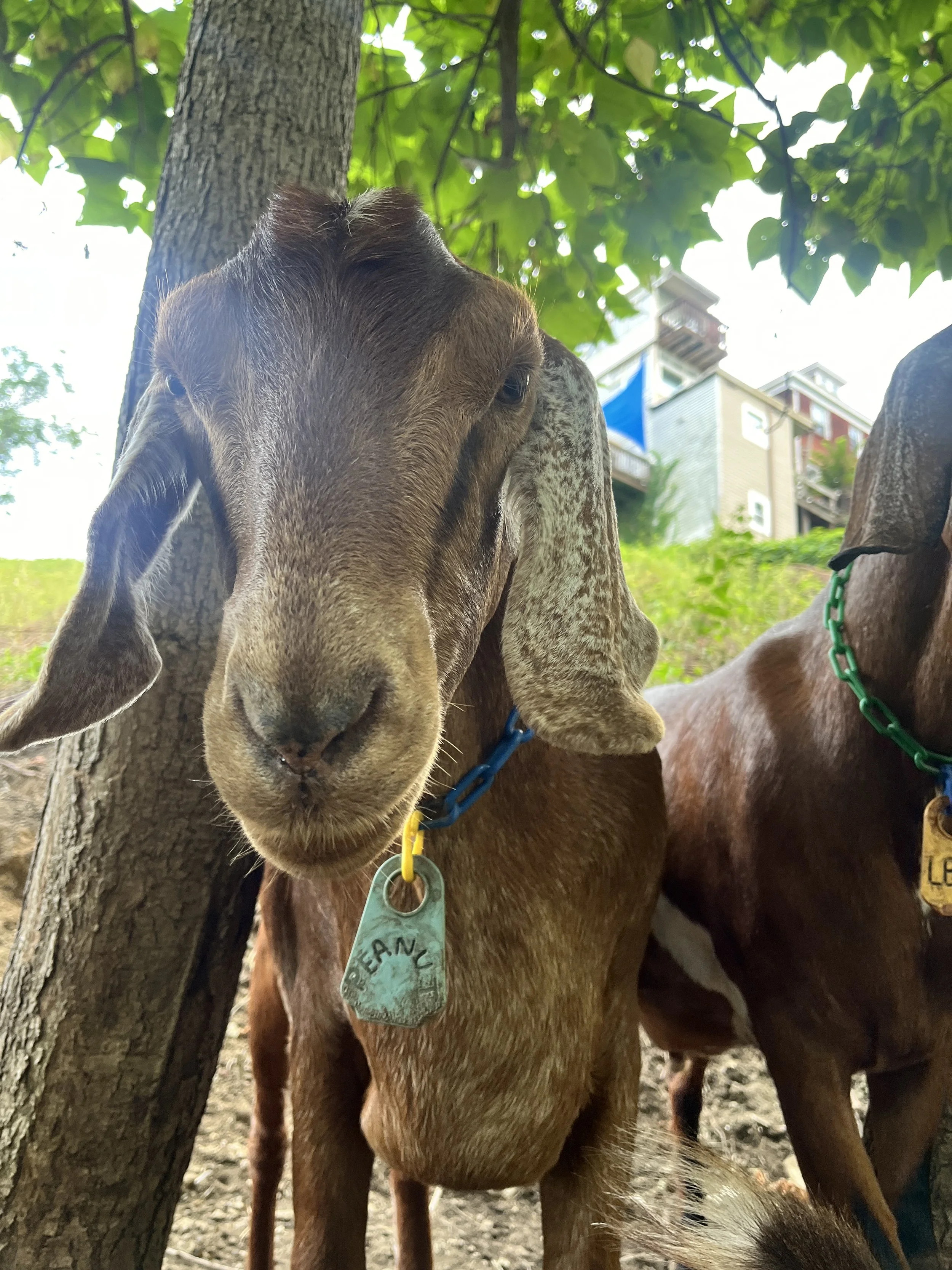 Team Sunshine — Allegheny GoatScape