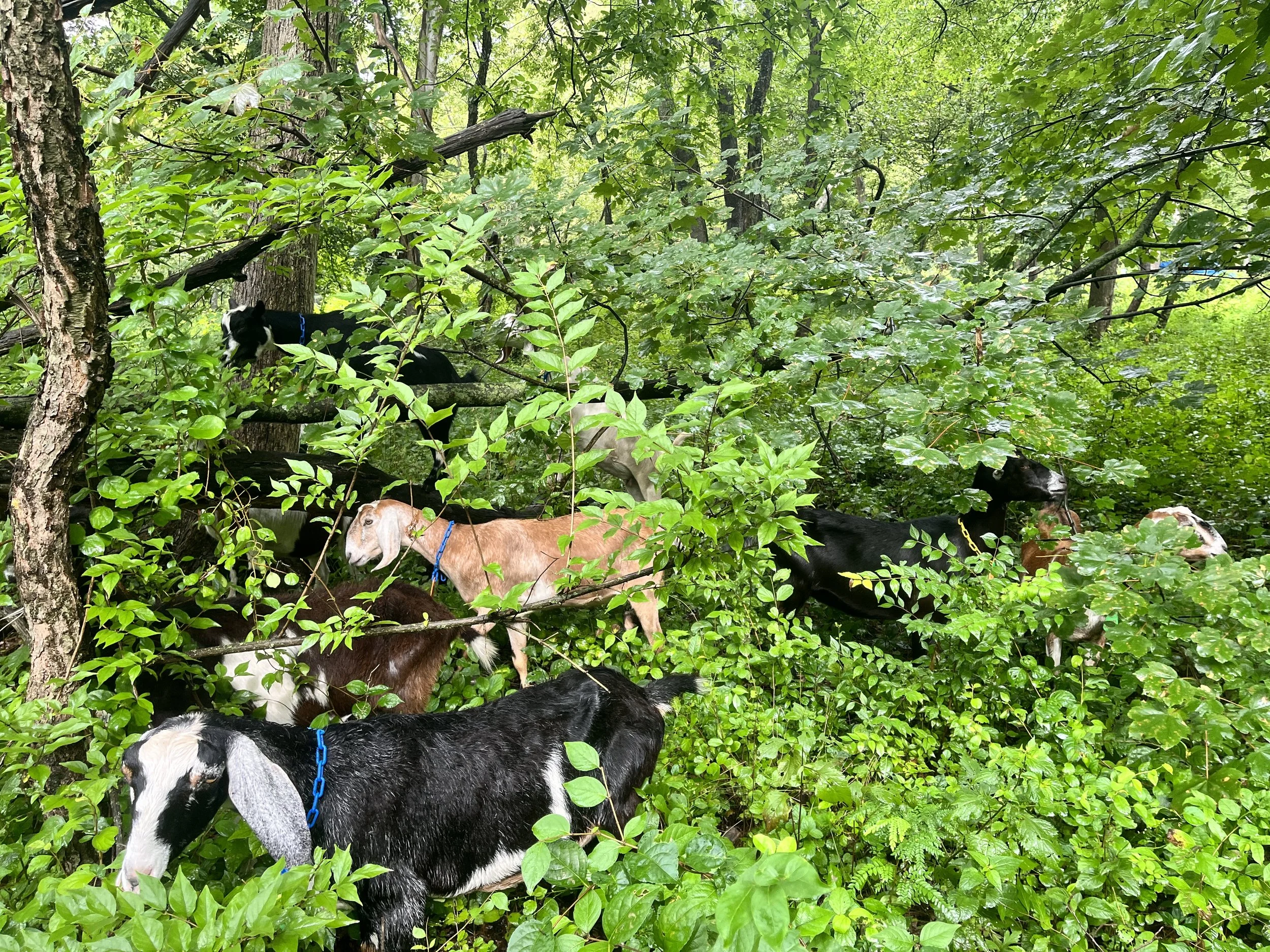 Allegheny GoatScape