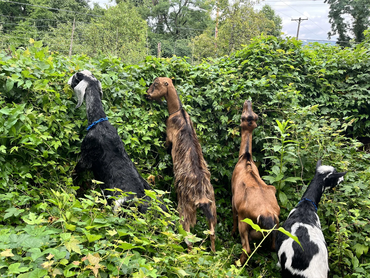 Allegheny GoatScape