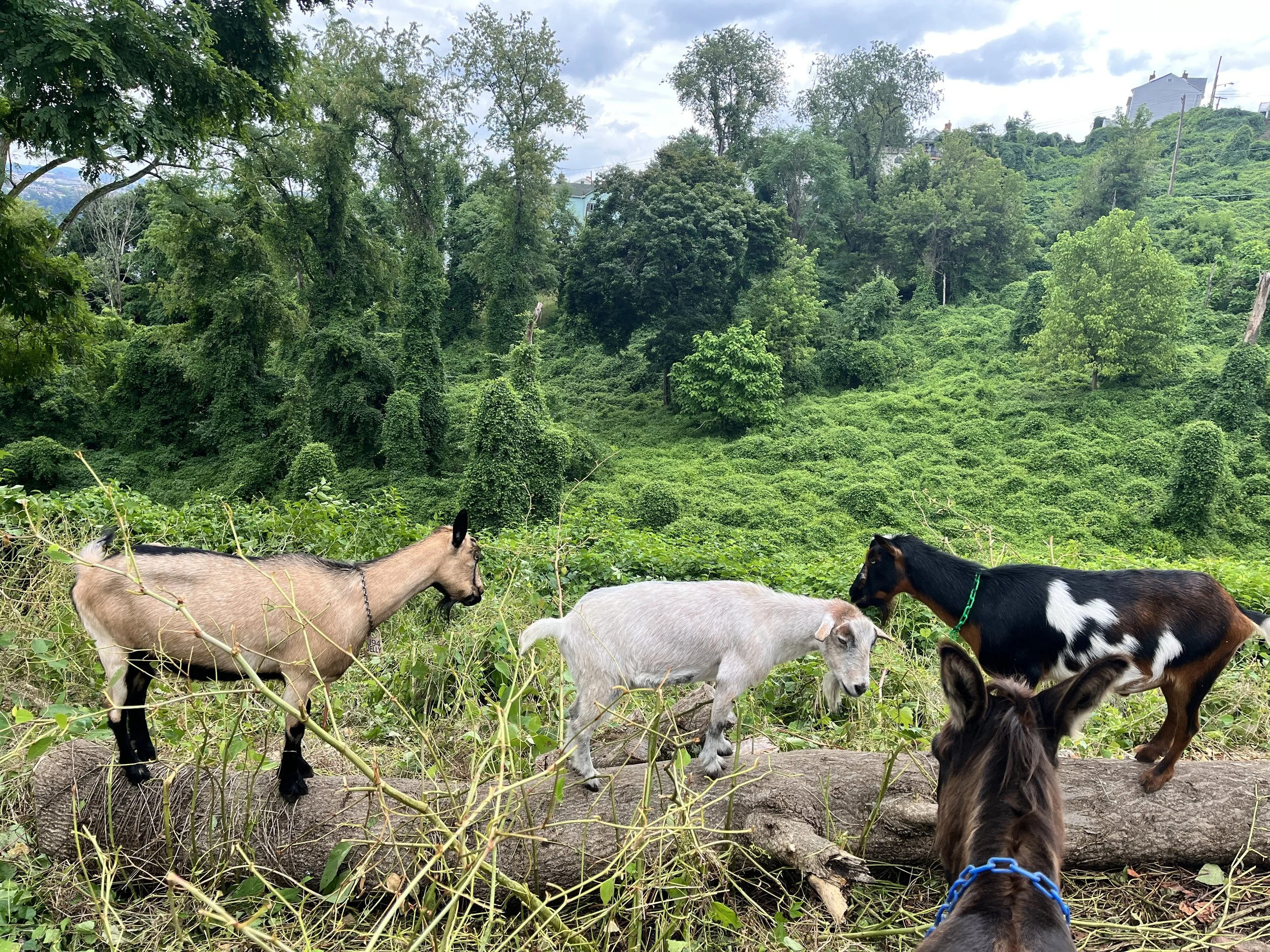 Allegheny GoatScape
