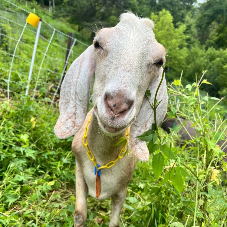 Team Sunshine — Allegheny GoatScape