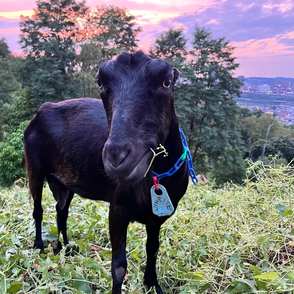 Team Sunshine — Allegheny GoatScape