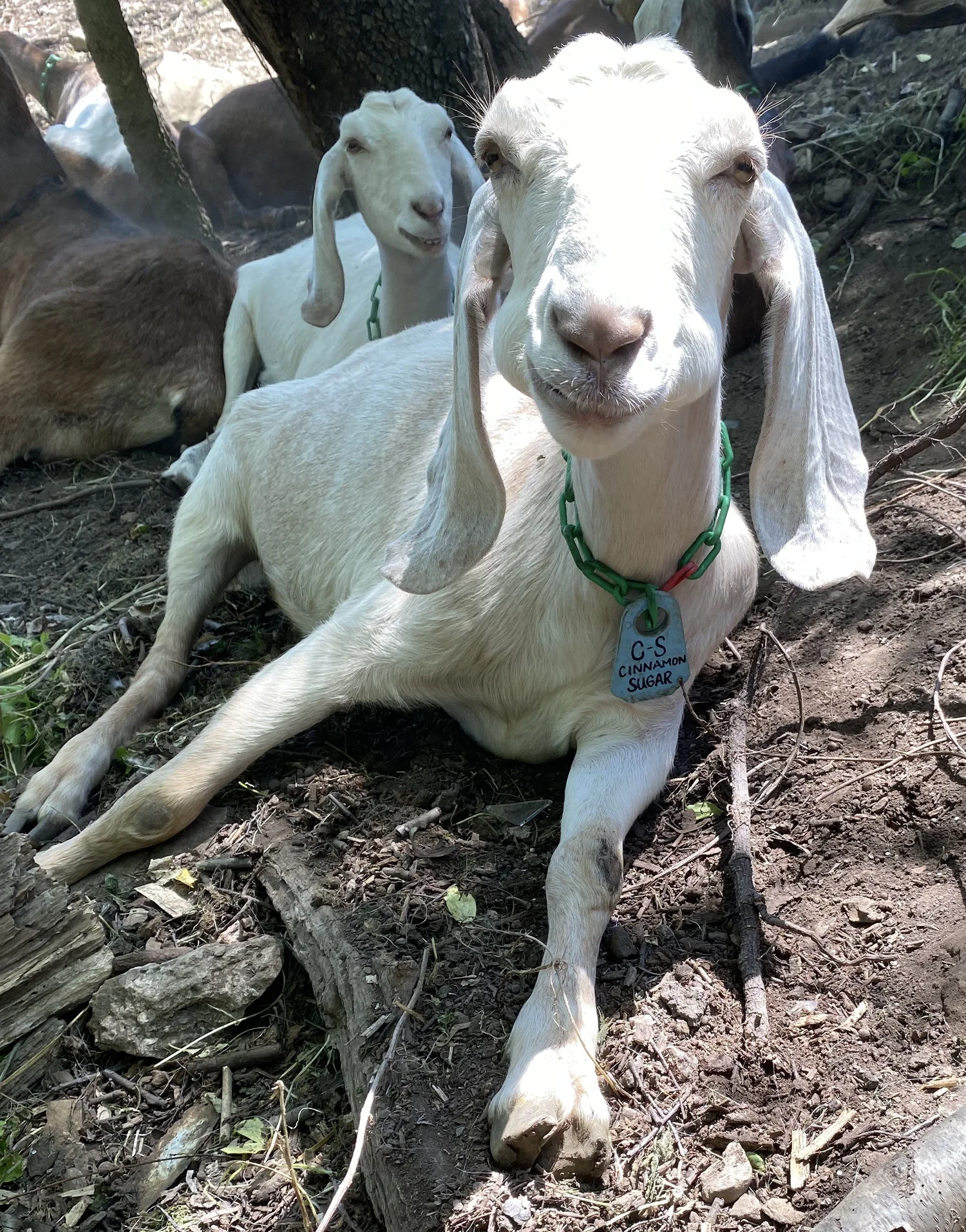 Sponsorship renewal — Allegheny GoatScape
