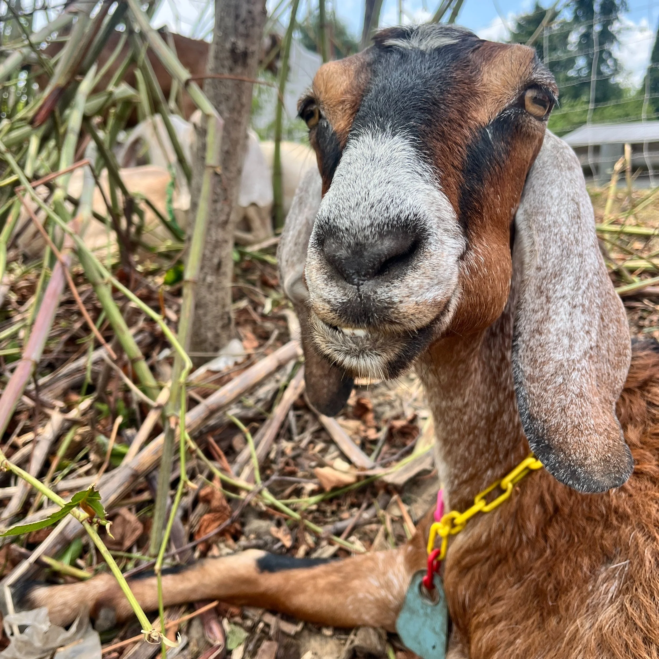 Pete & The Golden Goats — Allegheny GoatScape