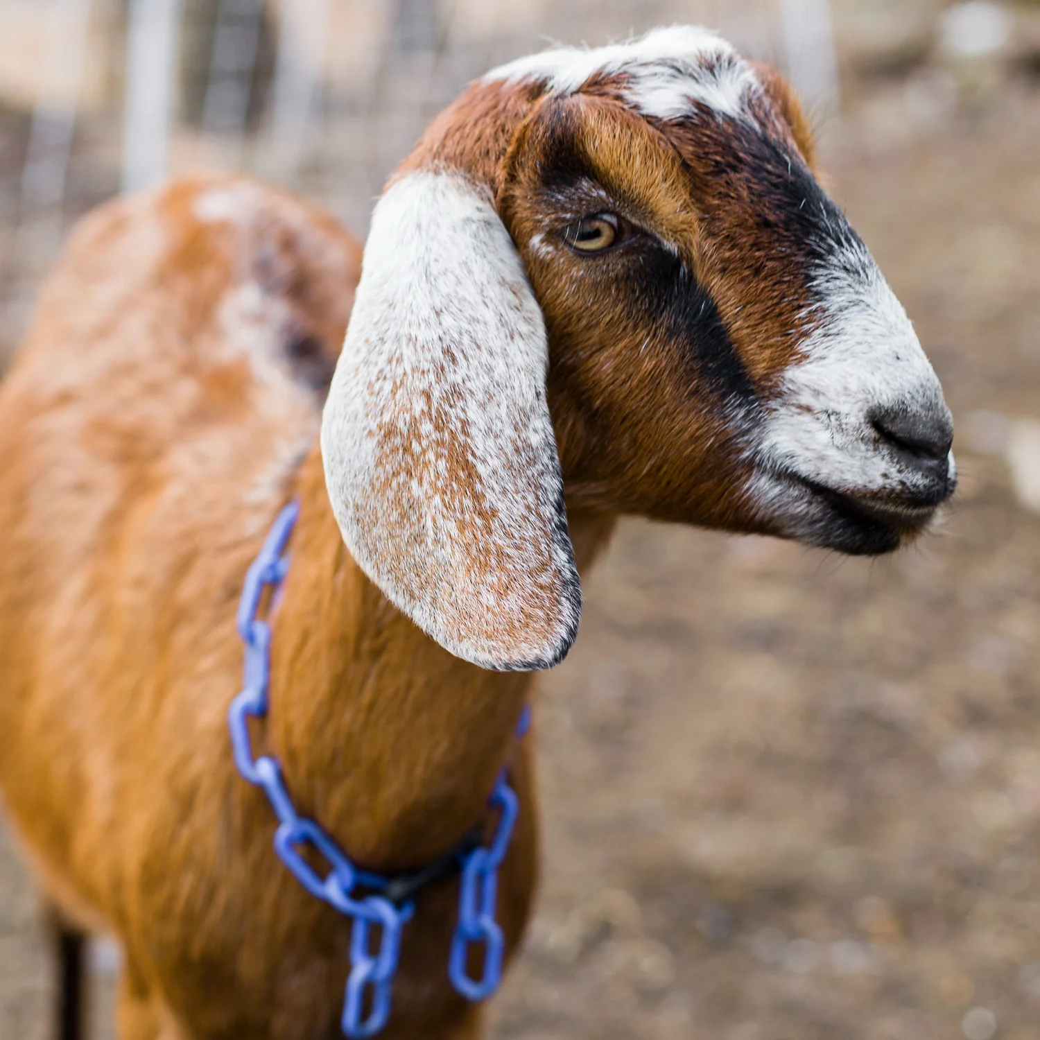 Team Hobo — Allegheny GoatScape