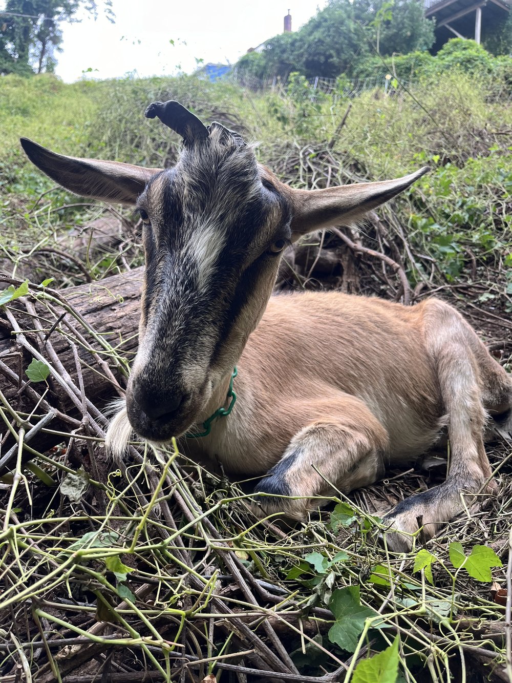 Team Sunshine — Allegheny GoatScape