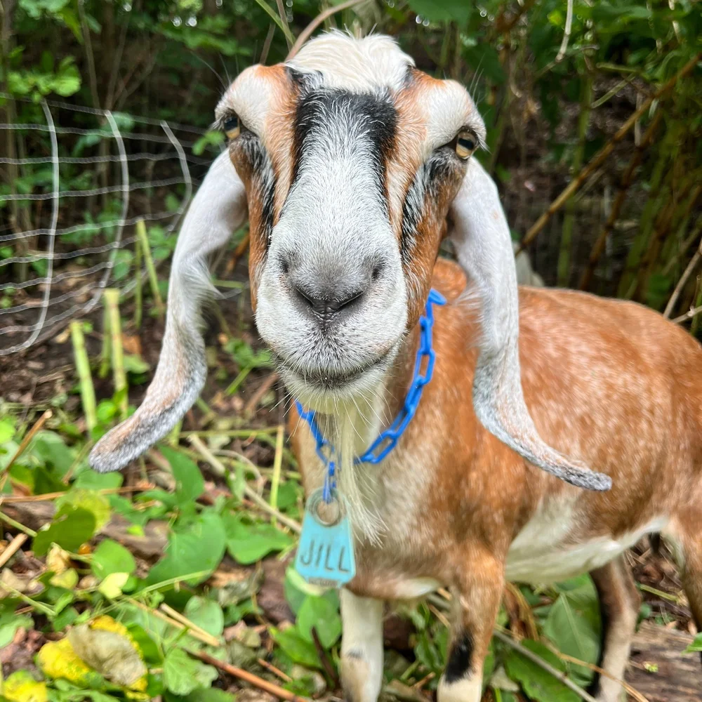 Team Diamond — Allegheny GoatScape