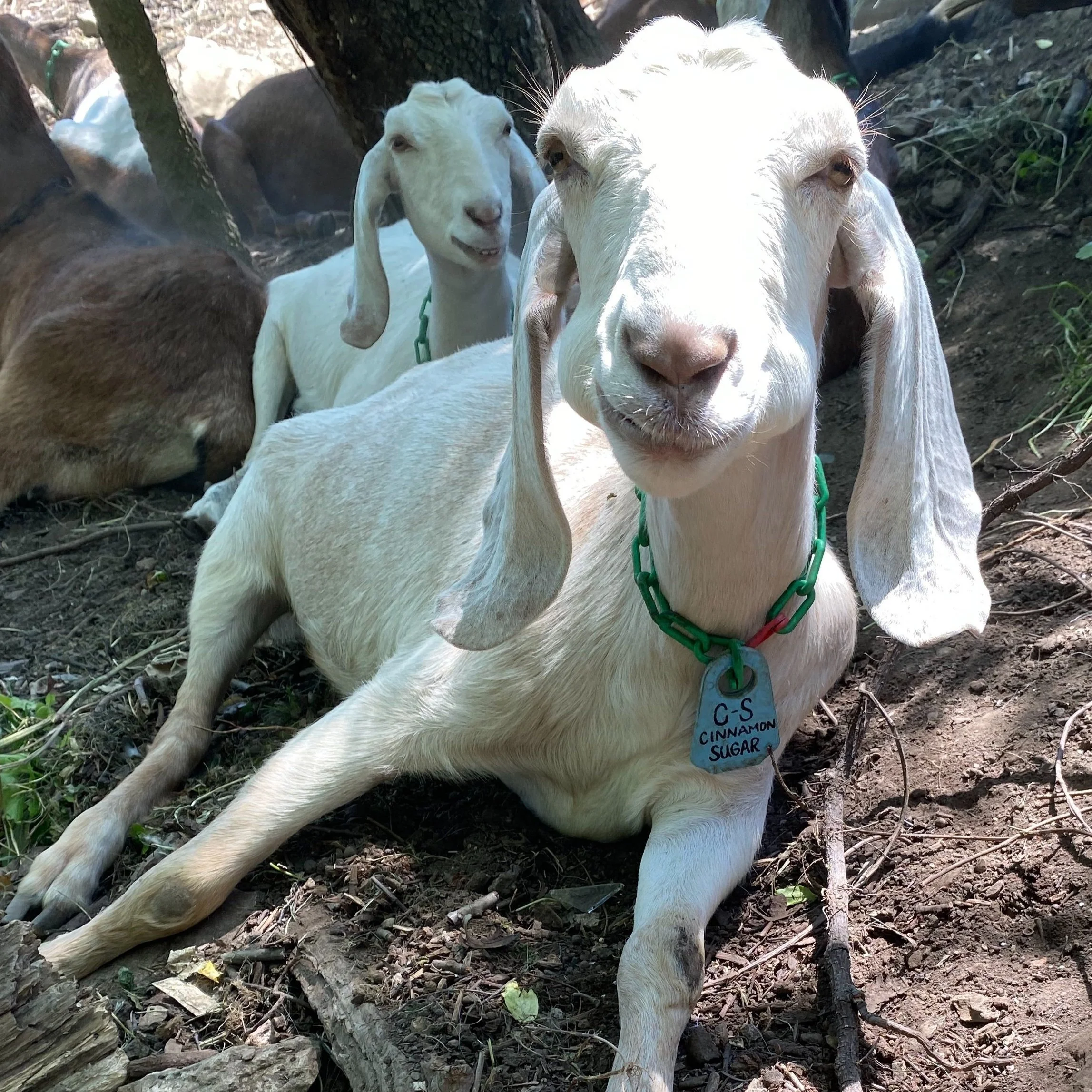 Team Hobo — Allegheny GoatScape