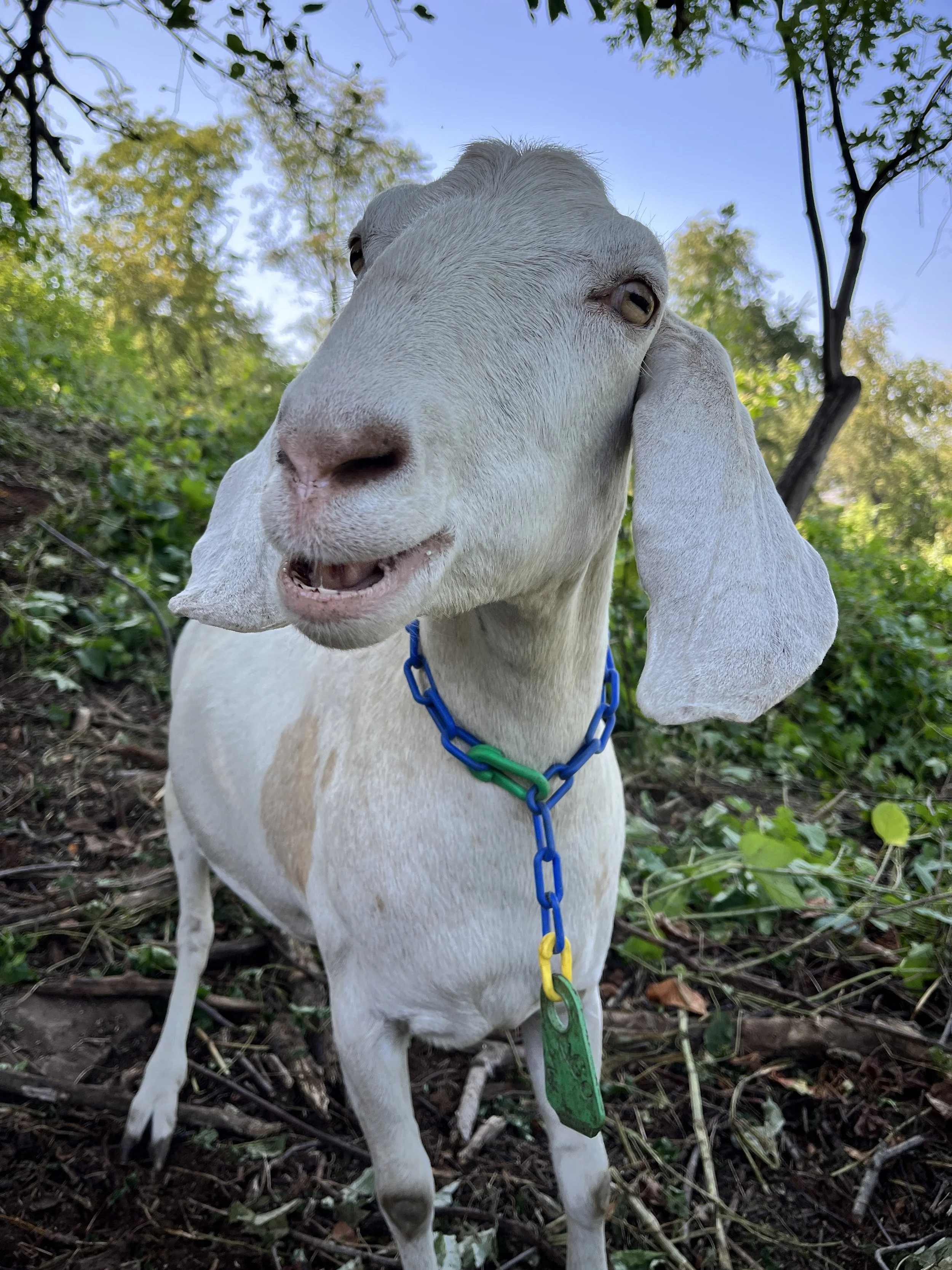 Team Sunshine — Allegheny GoatScape