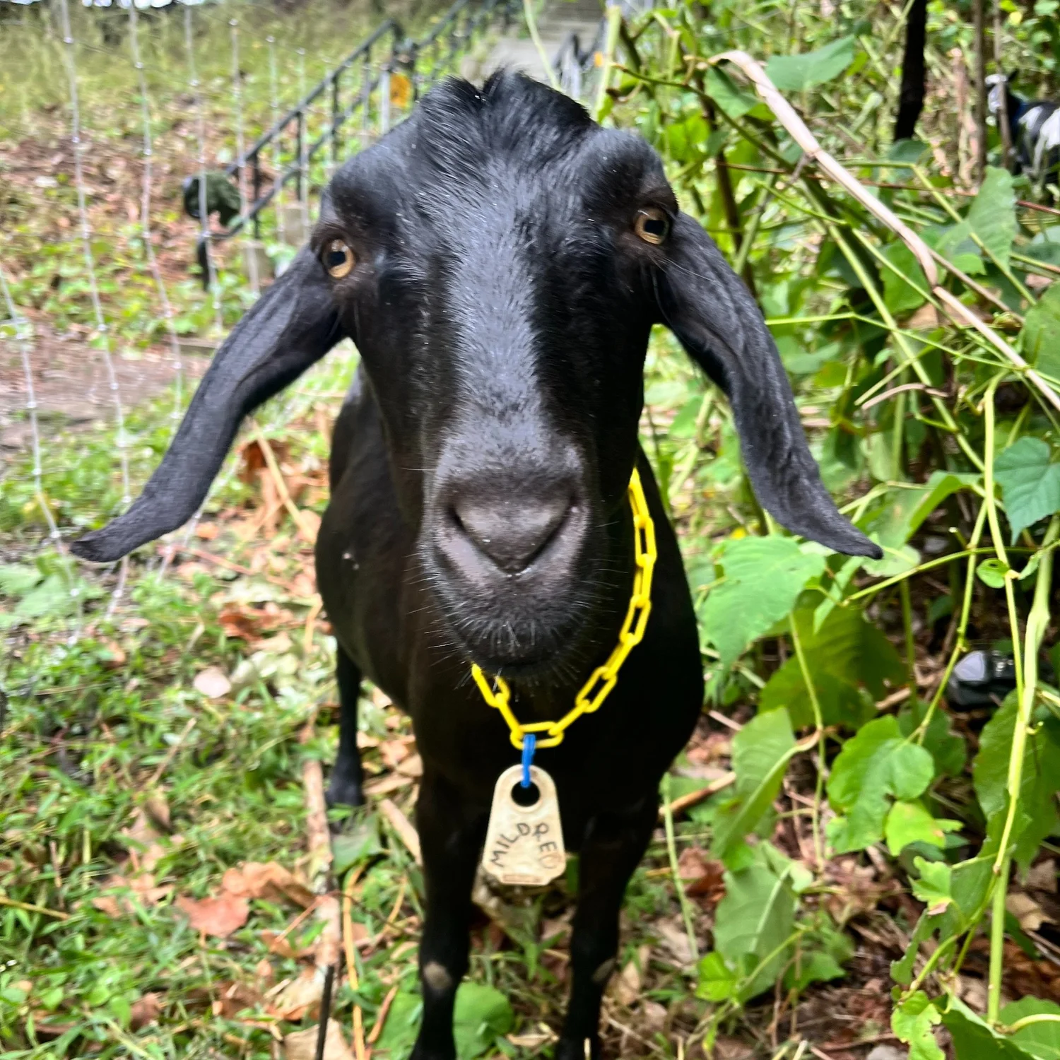 Team Diamond — Allegheny GoatScape