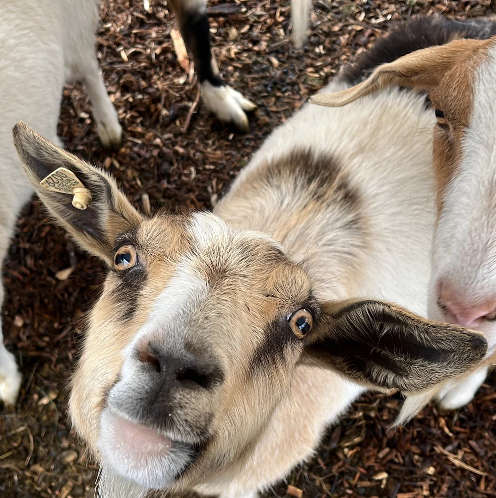 Team Sunshine — Allegheny GoatScape