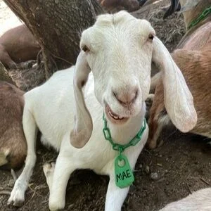 Team Hobo — Allegheny GoatScape