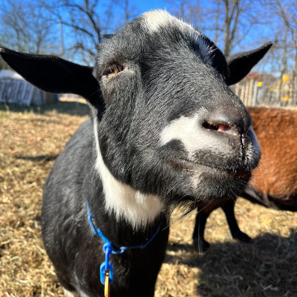 Team Diamond — Allegheny GoatScape