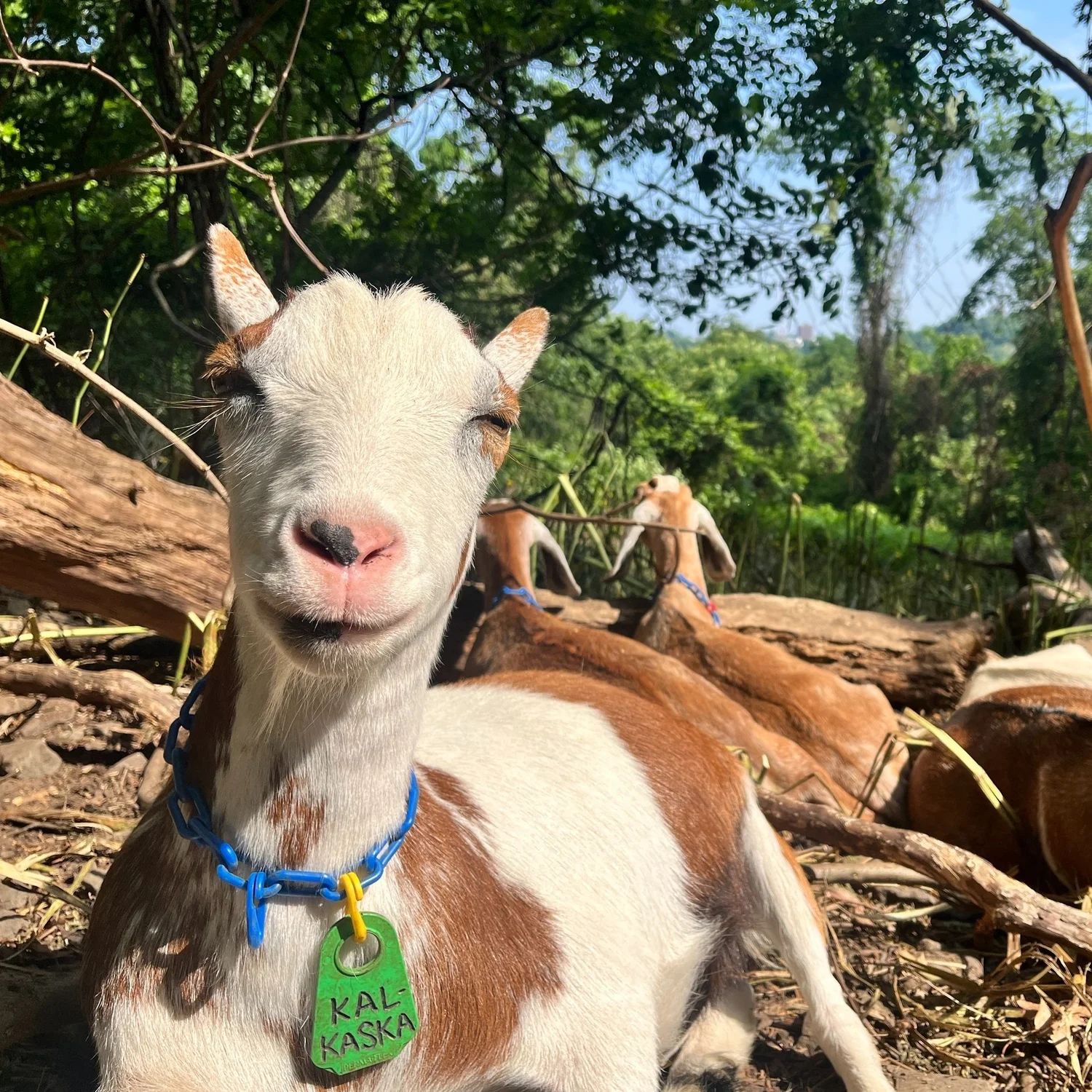 Team Diamond — Allegheny GoatScape
