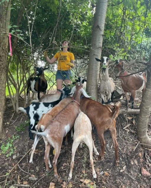 Volunteer — Allegheny GoatScape