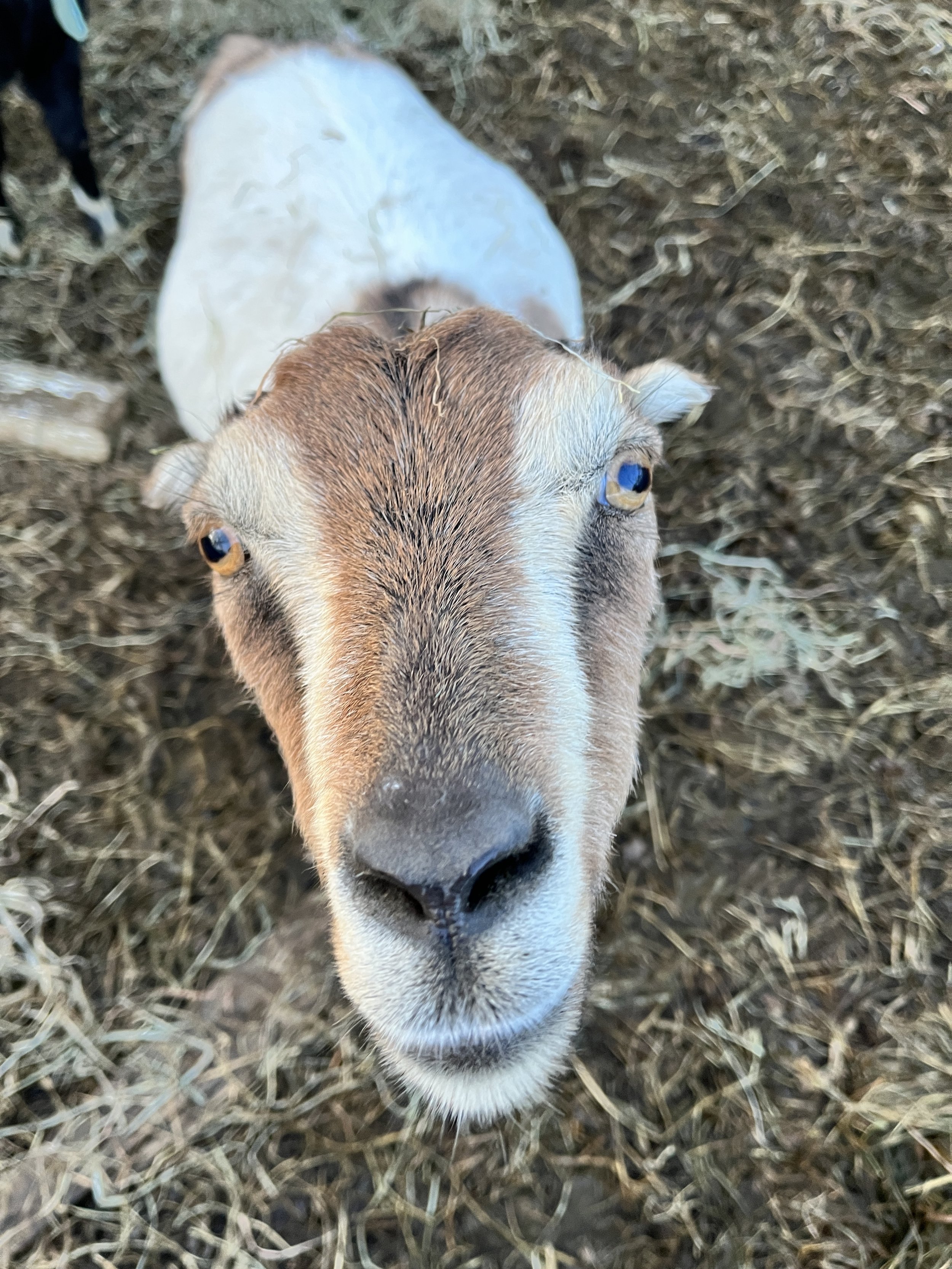 Team Sunshine — Allegheny GoatScape