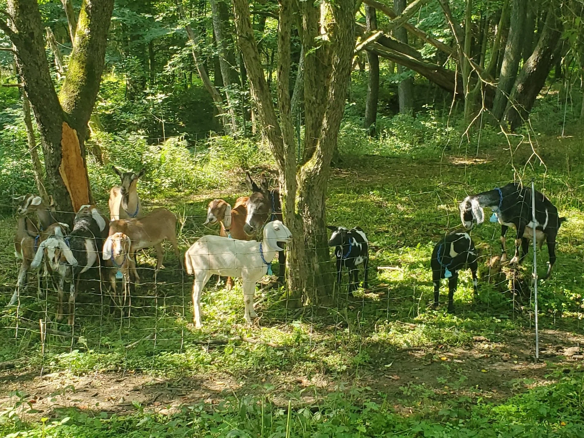 Volunteer — Allegheny GoatScape