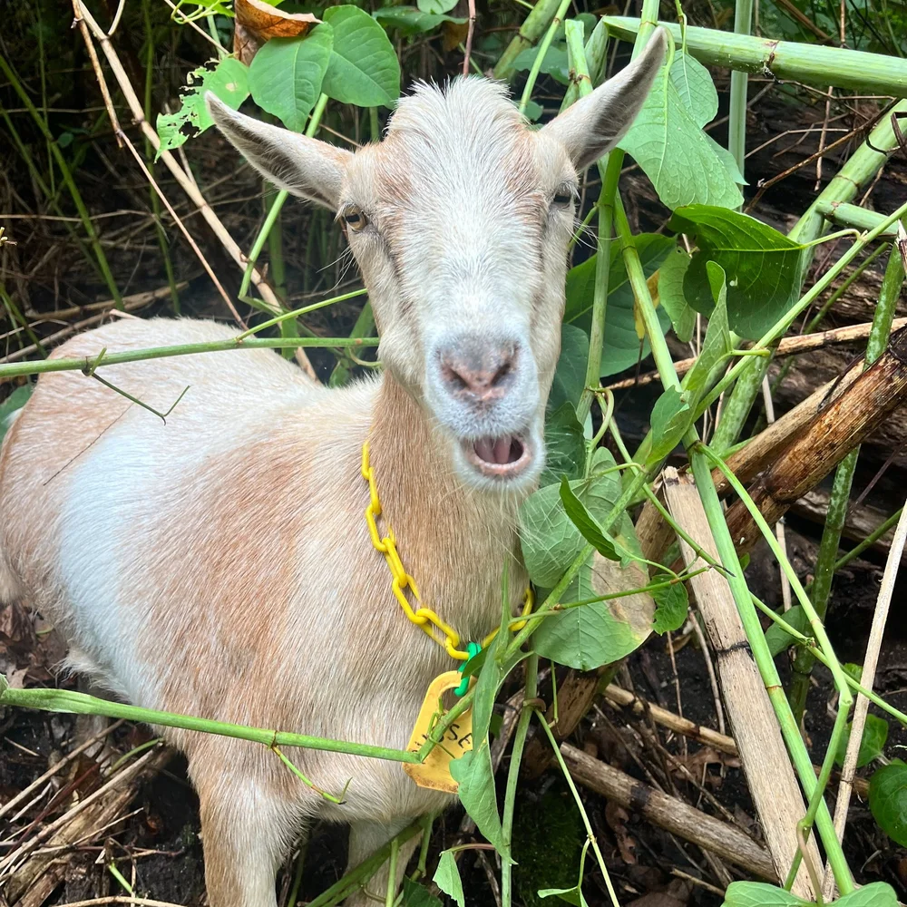Team Diamond — Allegheny GoatScape
