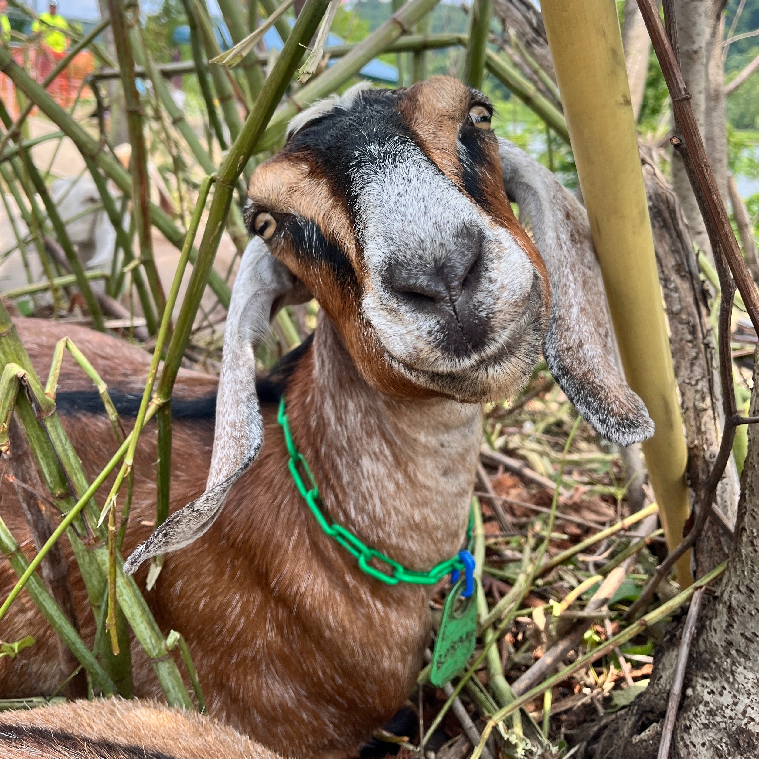 Team Hobo — Allegheny GoatScape