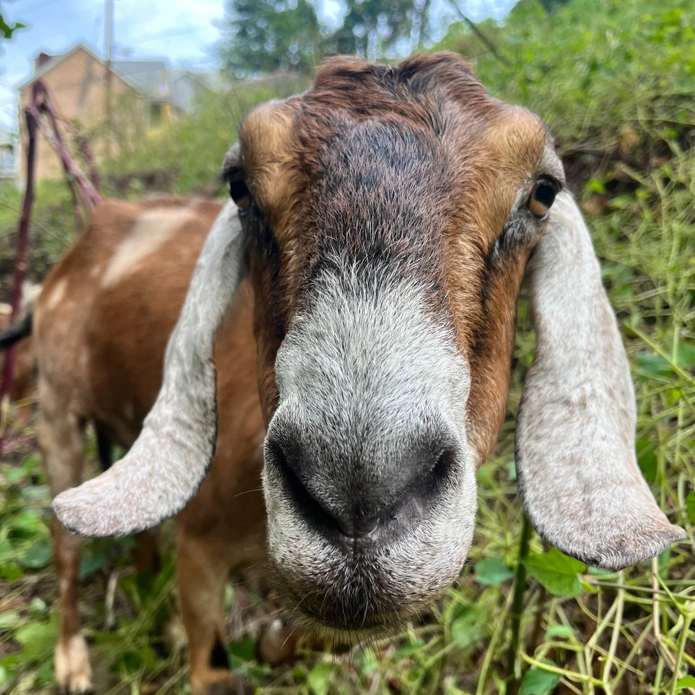 Team Sunshine — Allegheny GoatScape