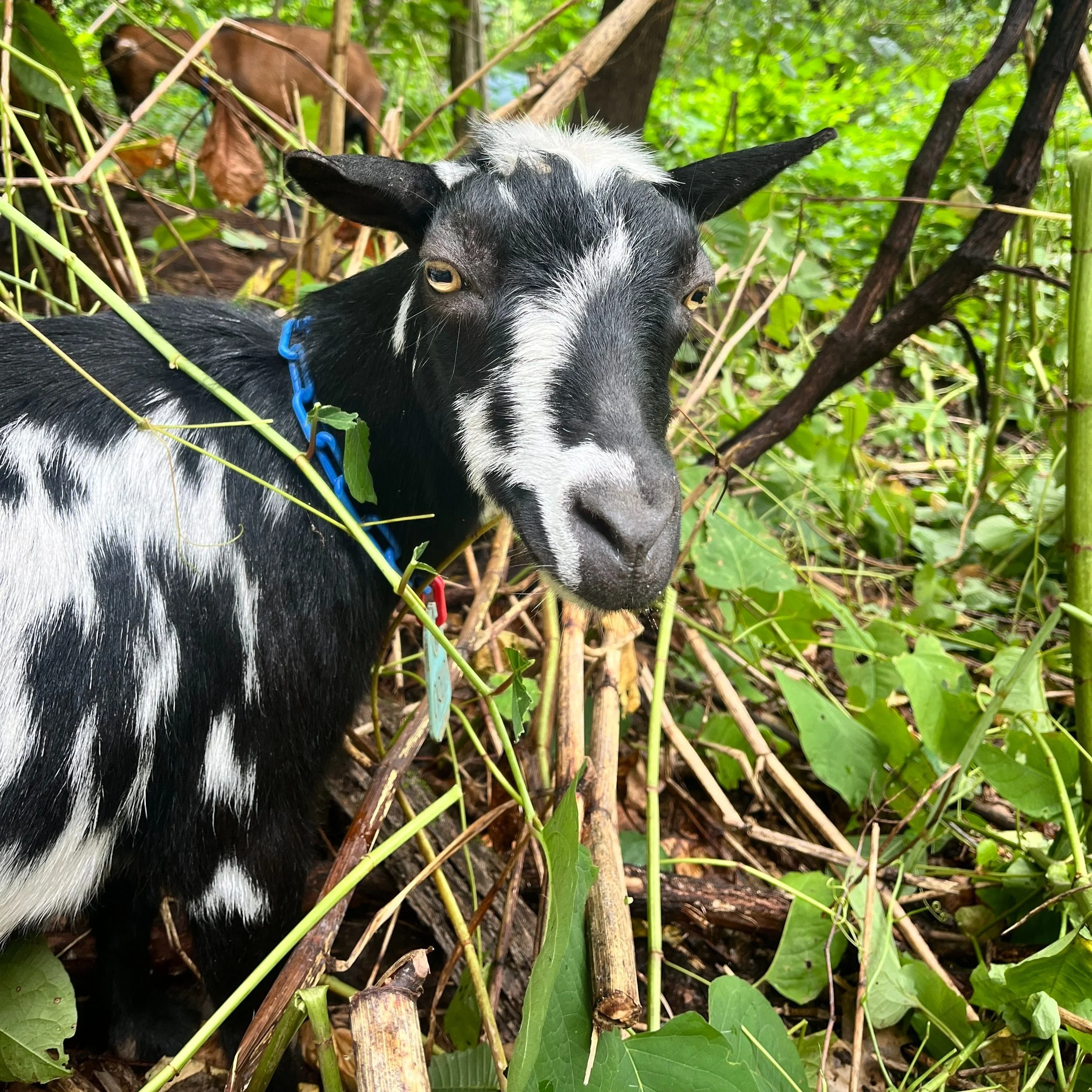 Team Diamond — Allegheny GoatScape