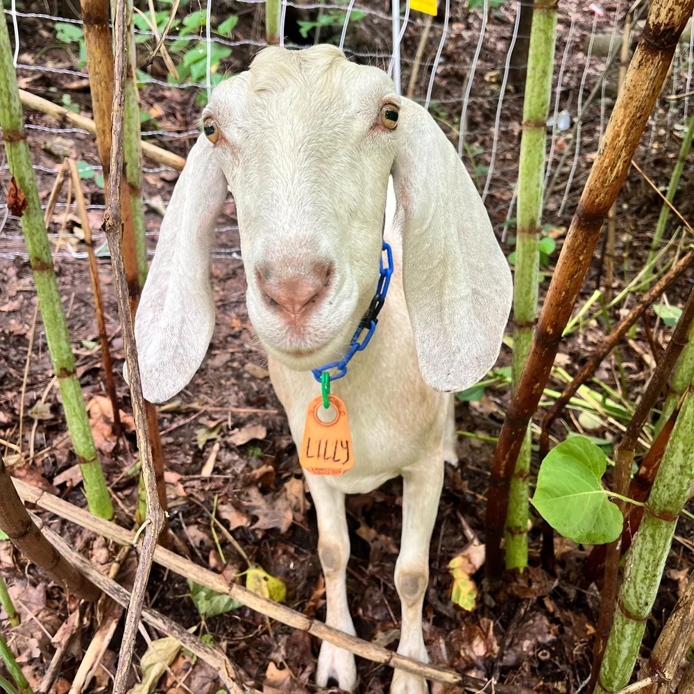 Team Diamond — Allegheny GoatScape