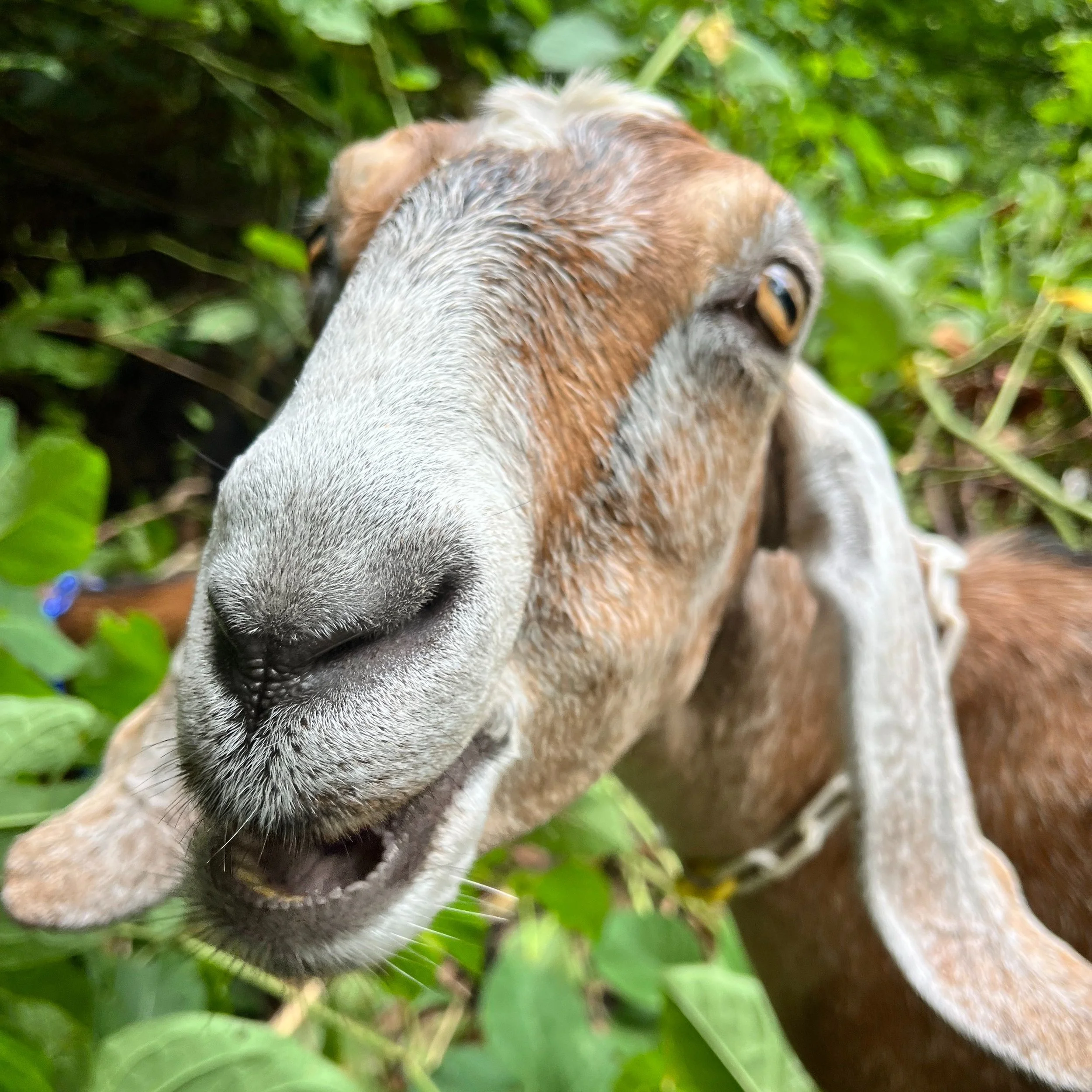 Team Diamond — Allegheny GoatScape