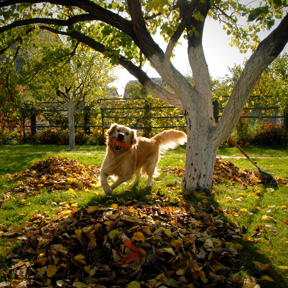 Paw Patrol: Landscaping for Dogs - Seiler's Landscaping — Seiler's ...