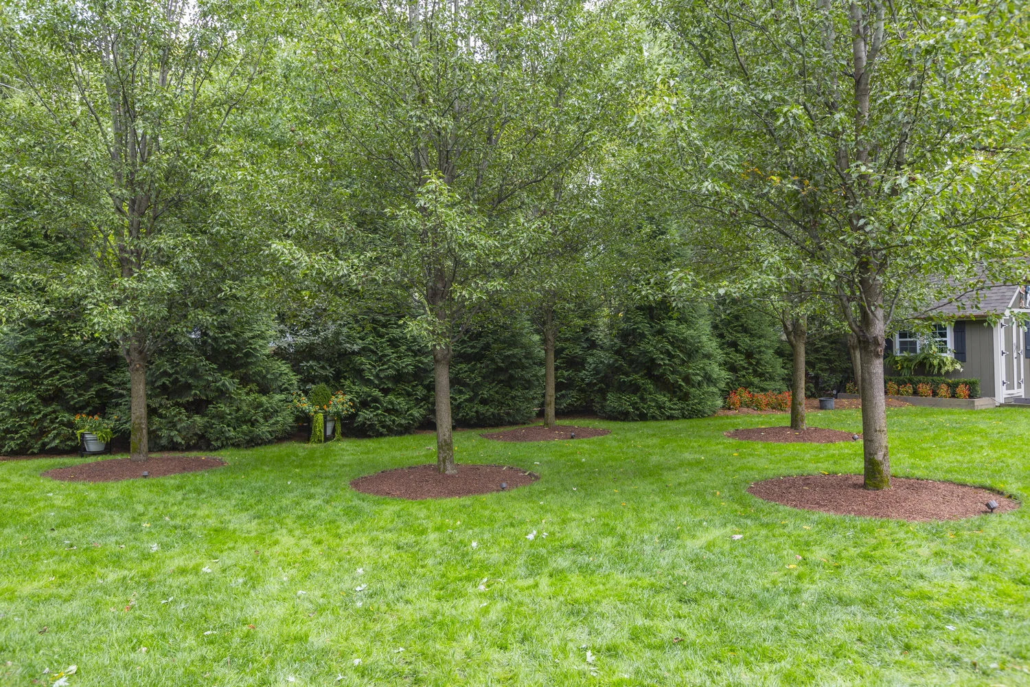 Shade Trees for Your Cincinnati Landscape — Seiler's Landscaping ...