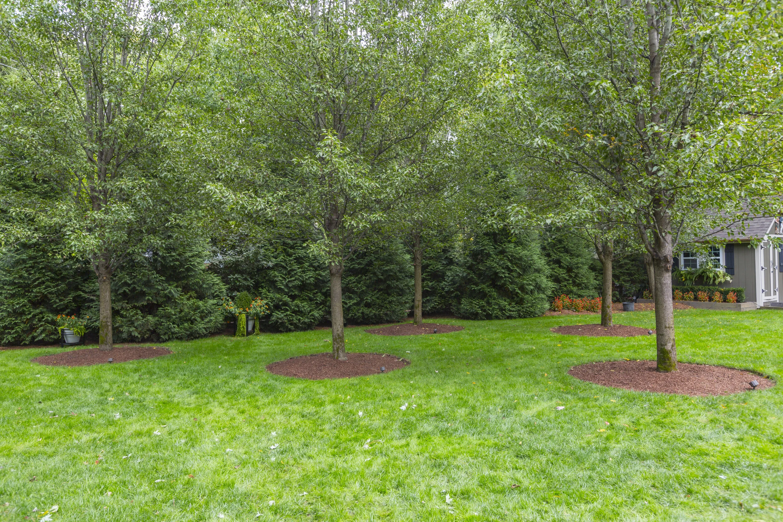 Shade Trees for Your Cincinnati Landscape — Seiler's Landscaping ...