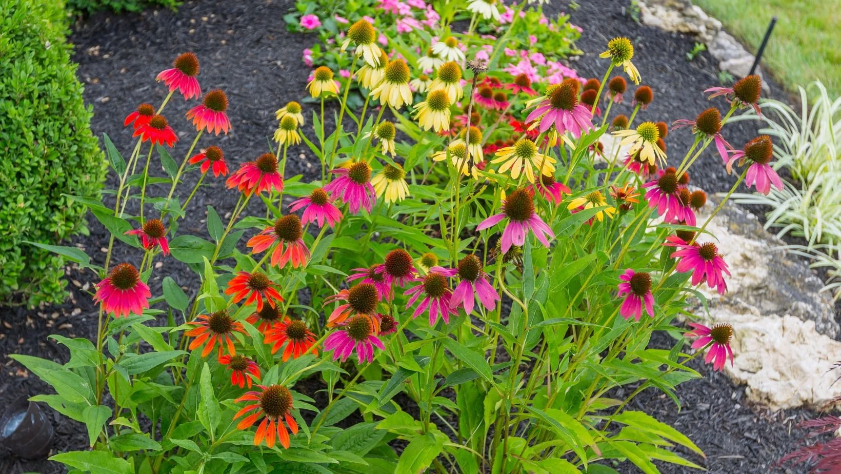 10 Perennial Favorites to Plant This Fall - Seiler's Landscaping ...