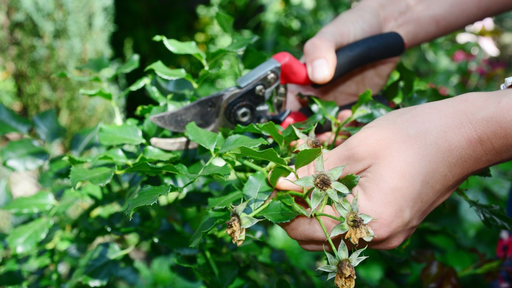 What Is Pruning a Plant? Healthy Growth Guide - Seiler's Landscaping ...