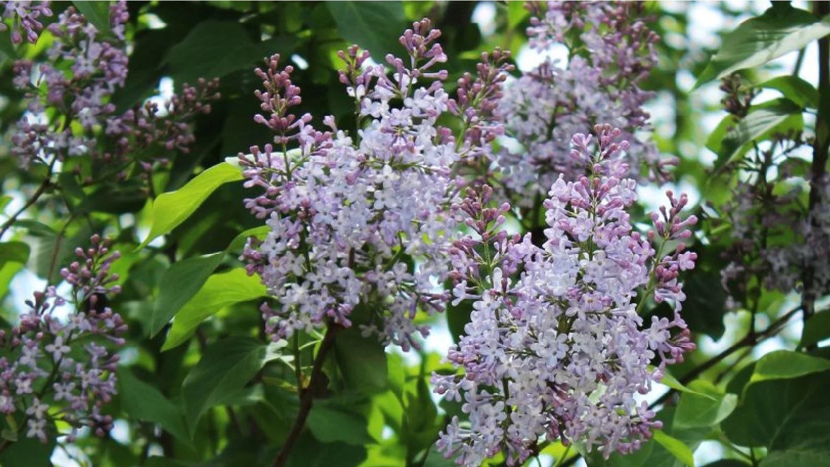 Ornamental Trees Bring on the Bling — Seiler's Landscaping - Cincinnati