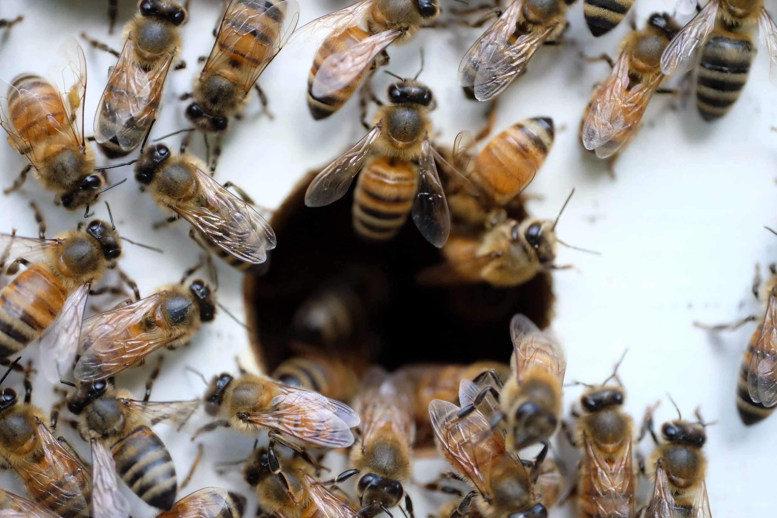Photos — East Rock Apiary