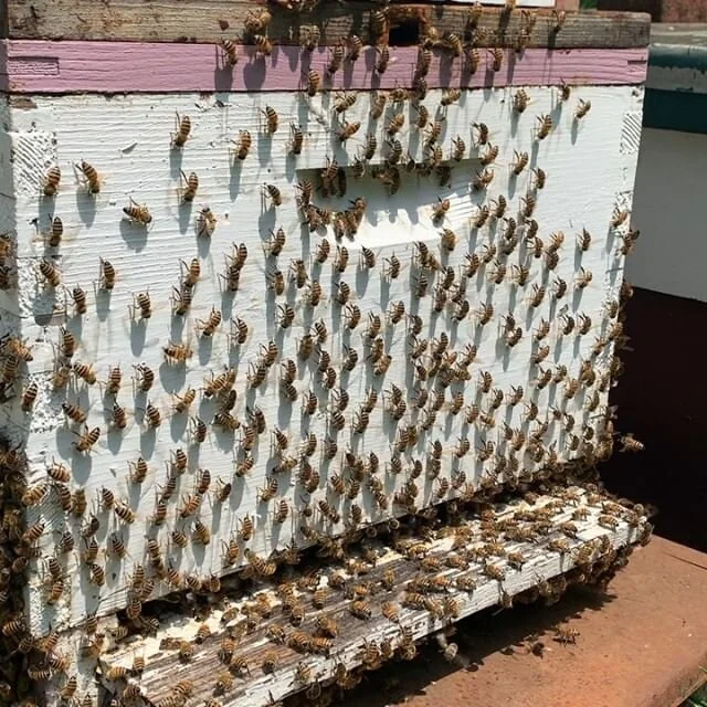Photos — East Rock Apiary