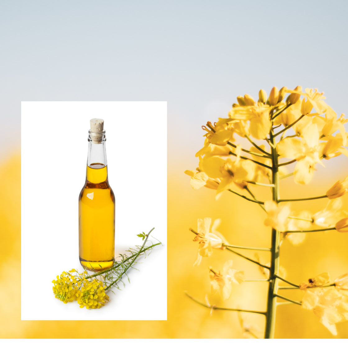 Myter, utdaterte fakta og misforståelser om rapsolje — Plantebasert ...