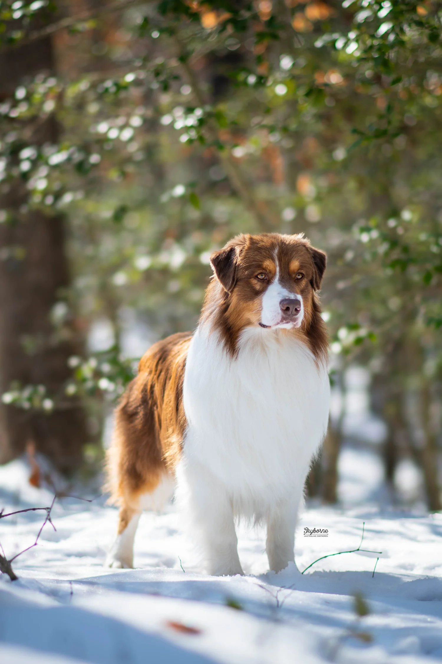 Bred By — Skyborne Australian Shepherds