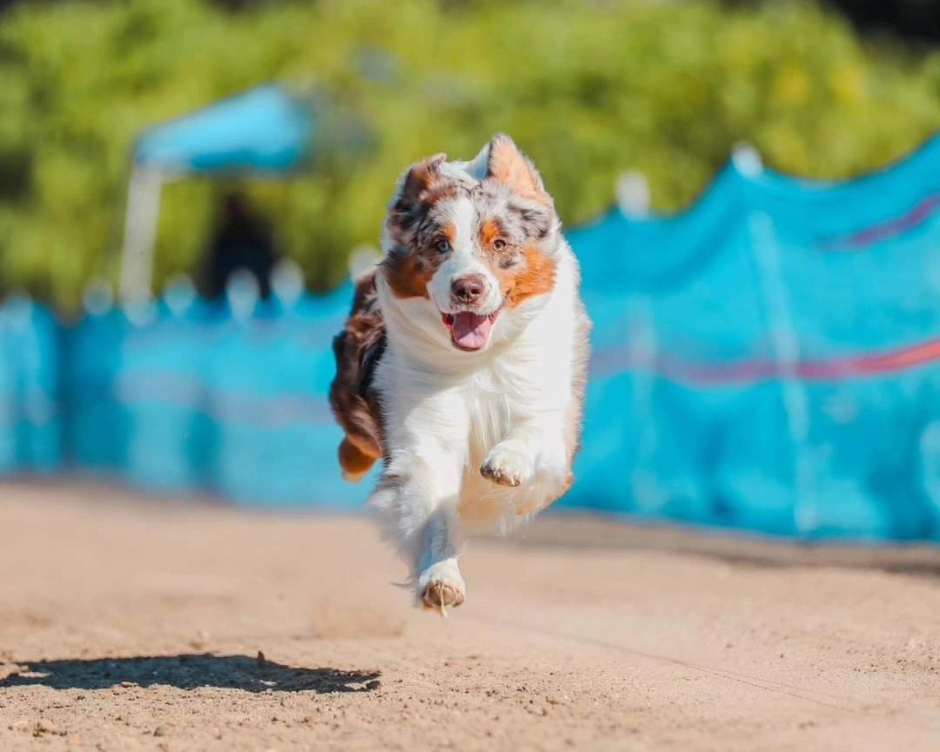 Bred By — Skyborne Australian Shepherds