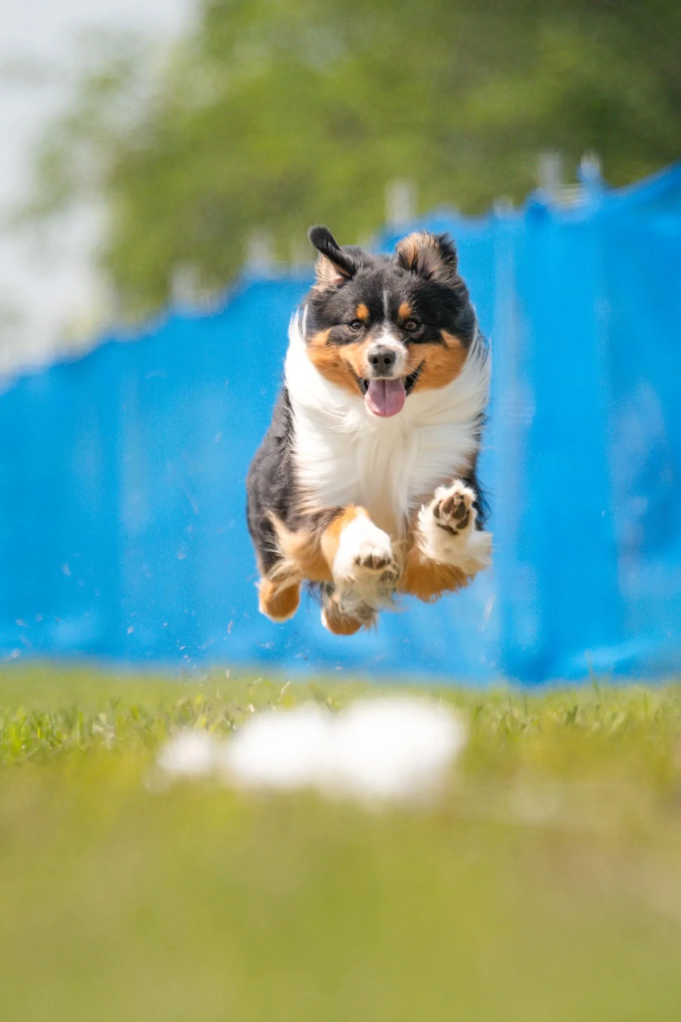 Bred By — Skyborne Australian Shepherds