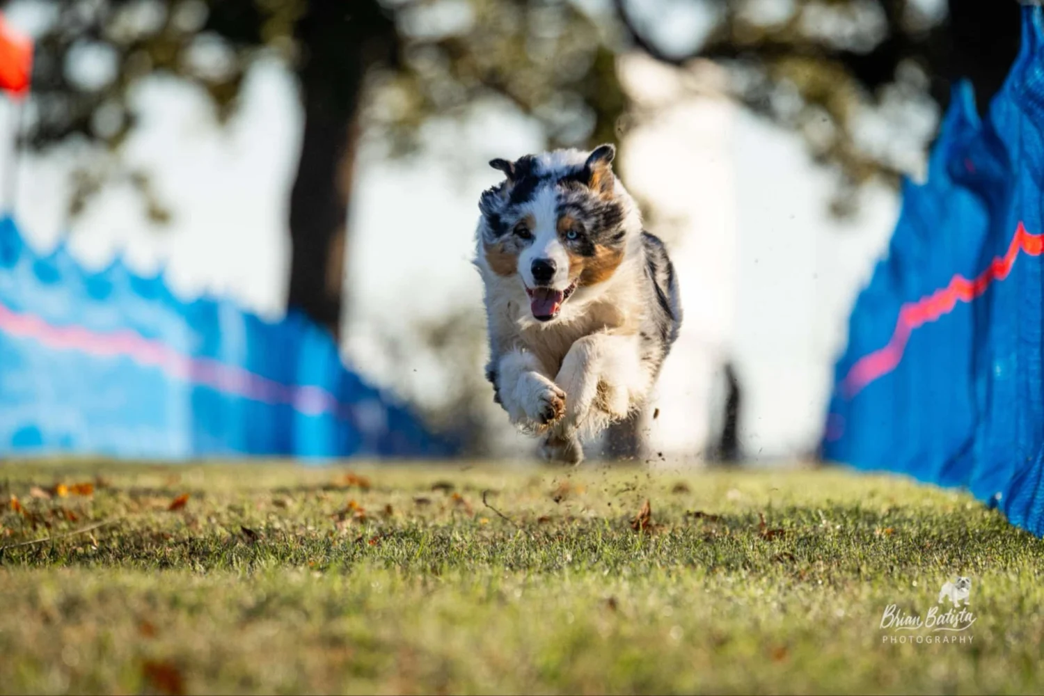 Skyborne Australian Shepherds