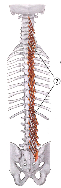 El Músculo del Mes | Multífidos: anatomía y mecánica — NMIT