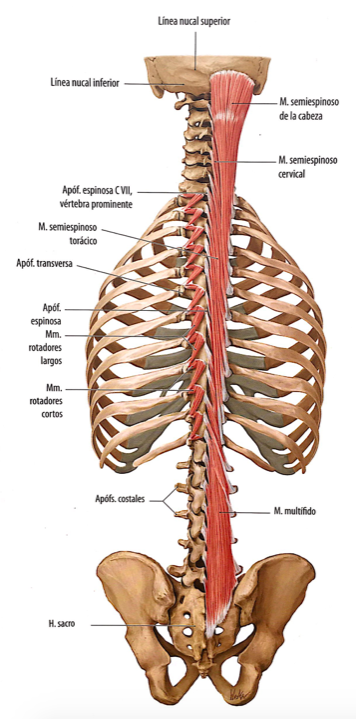 El Músculo del Mes | Multífidos: anatomía y mecánica — NMIT