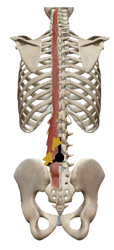 El Músculo del Mes | Multífidos: anatomía y mecánica — NMIT