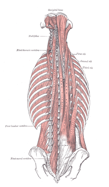 El Músculo del Mes | Multífidos: relación con otros músculos — NMIT
