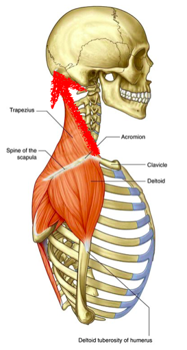 Partes Del Musculo Trapecio