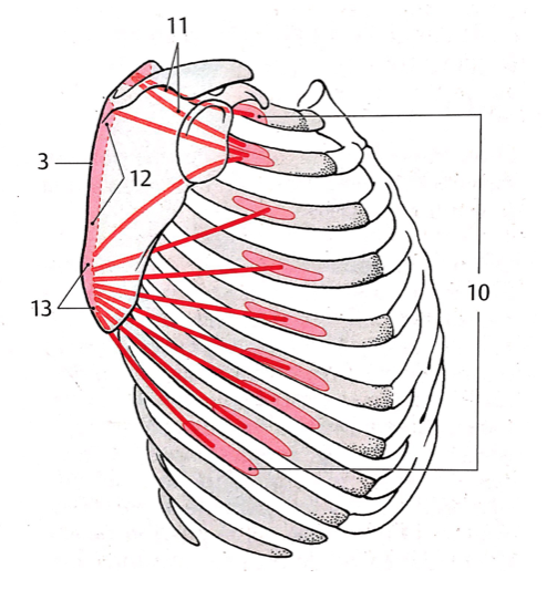 El Músculo del Mes | Serrato anterior: anatomía y mecánica — NMIT