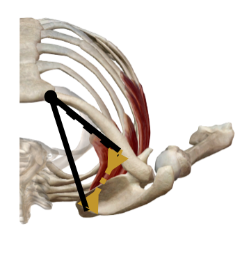 El Músculo del Mes | Serrato anterior: anatomía y mecánica — NMIT