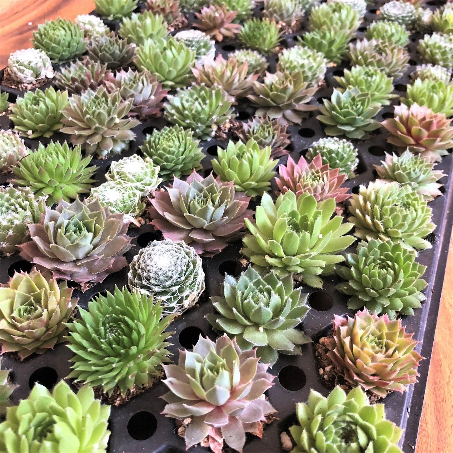 Events — South Bay Green Gardens