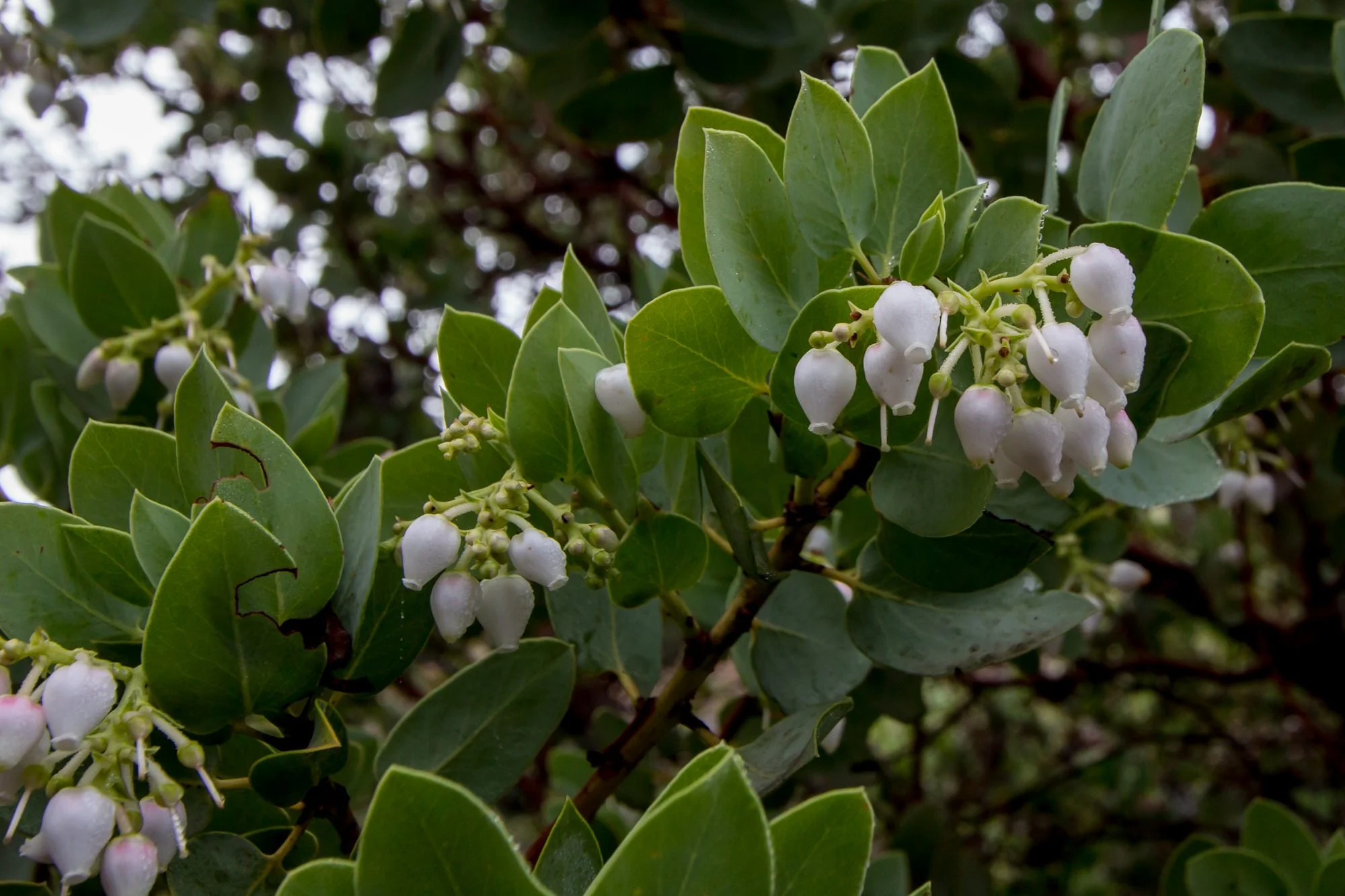 Events — South Bay Green Gardens